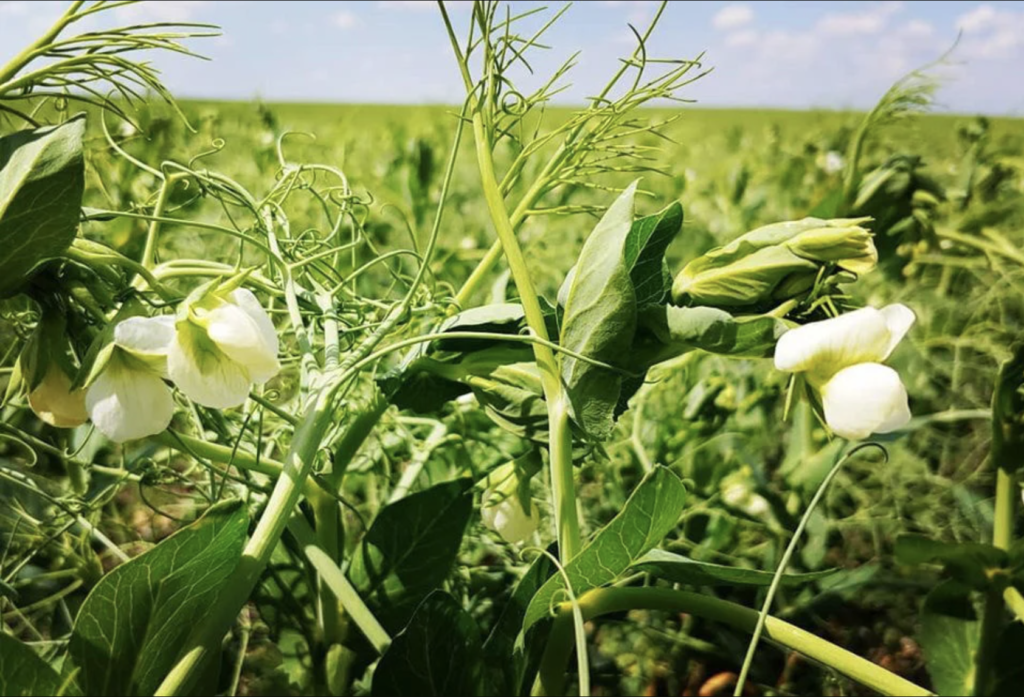 Yellow Pea Isolate Method Could Soon Benefit Farmers - PIP-INTERNATIONAL